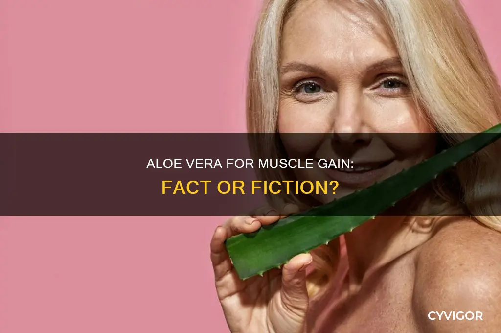 Aloe Vera For Muscle Gain: Fact Or Fiction? | CyVigor