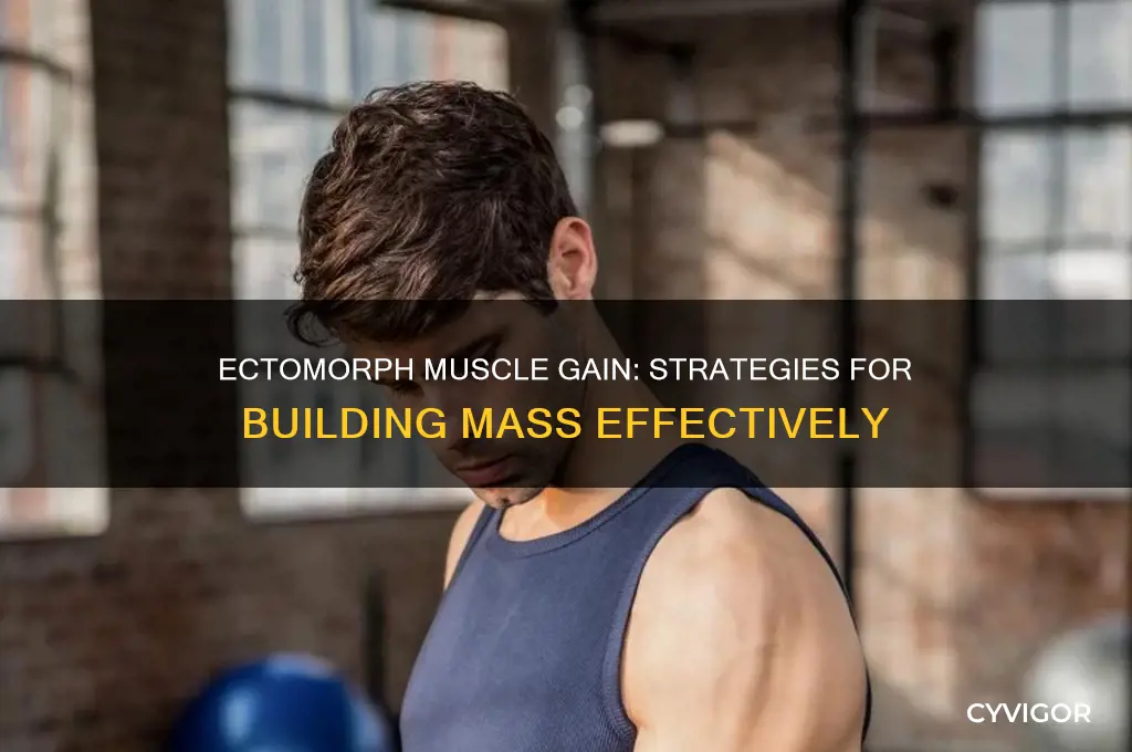 Ectomorph Muscle Gain: Strategies For Building Mass Effectively | CyVigor
