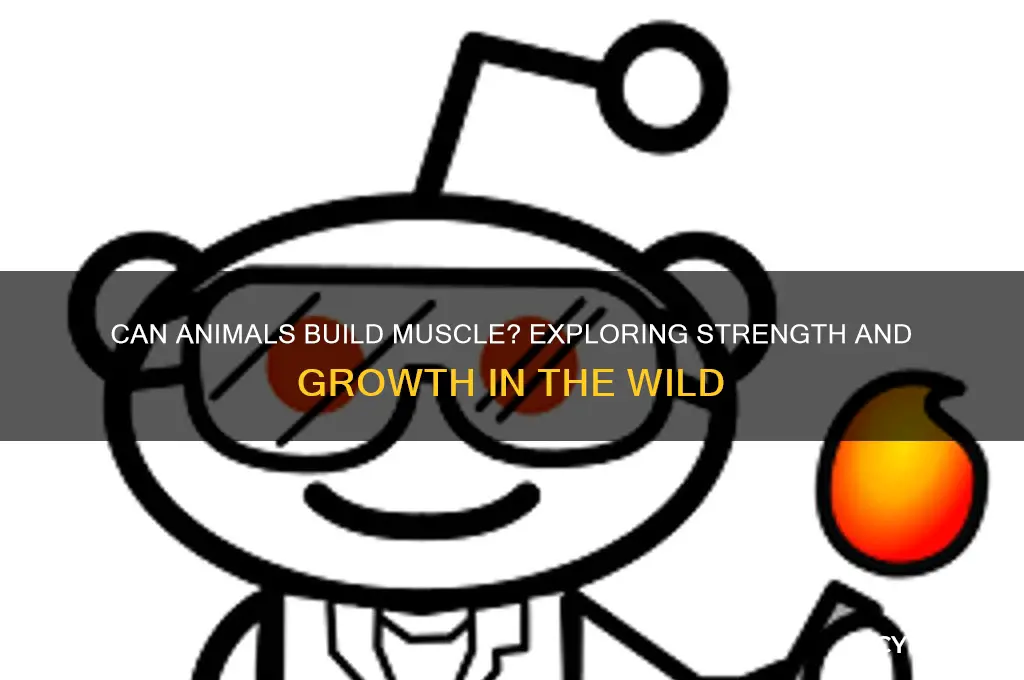 Can Animals Build Muscle? Exploring Strength And Growth In The Wild ...