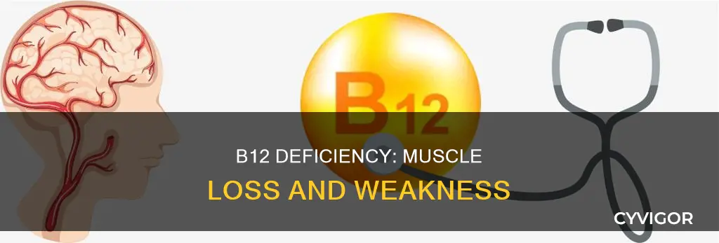 B12 Deficiency: Muscle Loss And Weakness | CyVigor