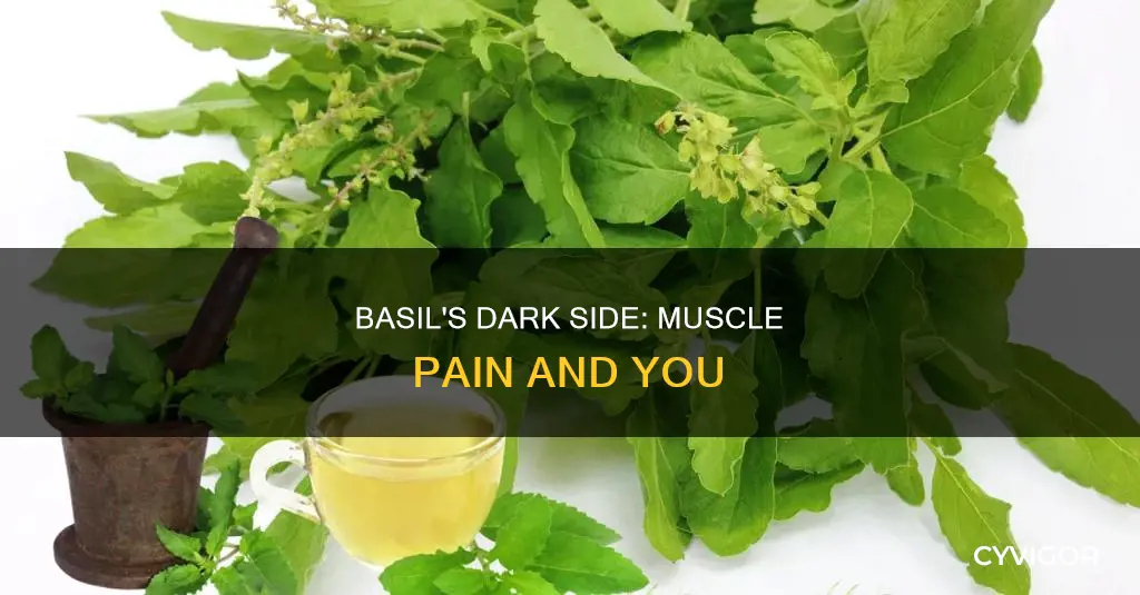 Basil's Dark Side: Muscle Pain And You | CyVigor