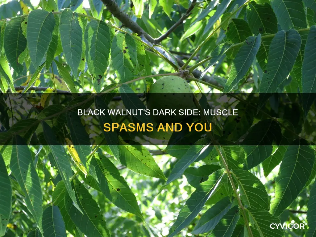 Black Walnut's Dark Side: Muscle Spasms And You | CyVigor