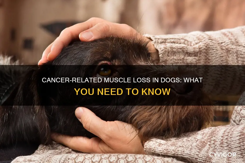 Cancer-Related Muscle Loss In Dogs: What You Need To Know | CyVigor