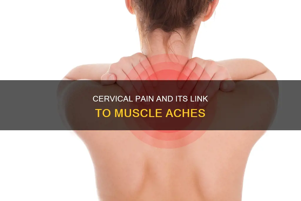 Cervical Pain And Its Link To Muscle Aches | CyVigor