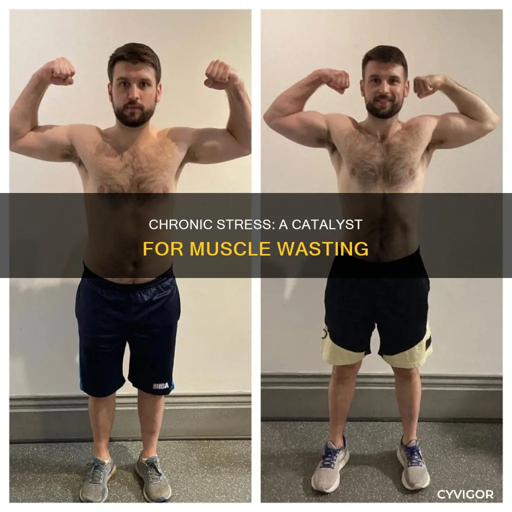 Chronic Stress: A Catalyst For Muscle Wasting | CyVigor