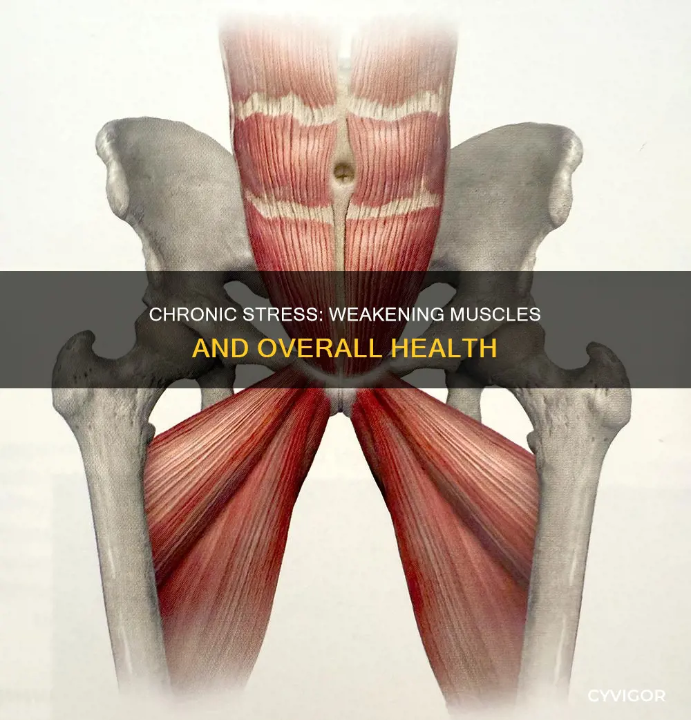 Chronic Stress: Weakening Muscles And Overall Health | CyVigor
