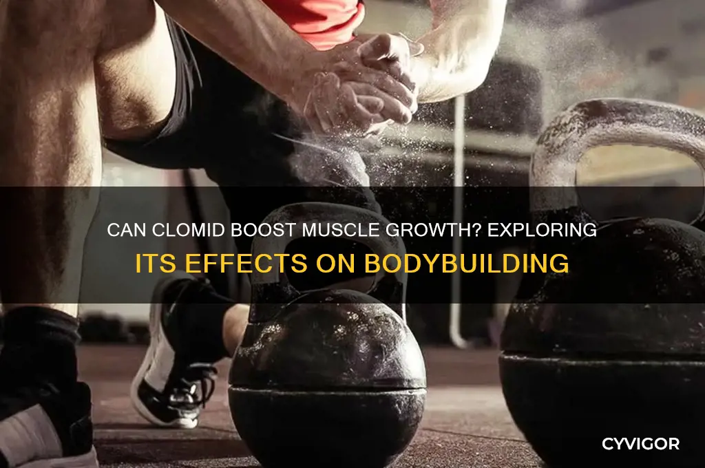 Can Clomid Boost Muscle Growth? Exploring Its Effects On Bodybuilding ...