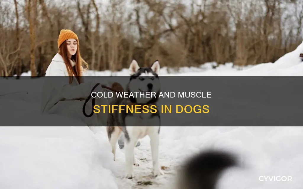 Cold Weather And Muscle Stiffness In Dogs | CyVigor