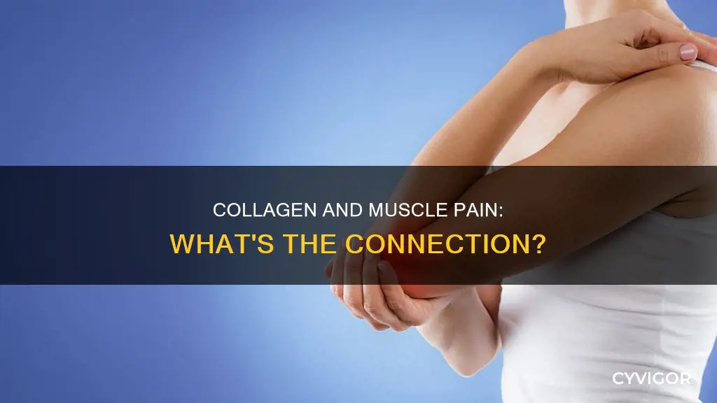 Collagen And Muscle Pain: What's The Connection? | CyVigor