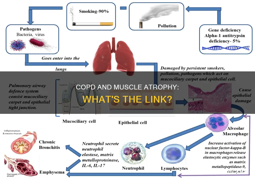 Copd And Muscle Atrophy: What's The Link? | CyVigor