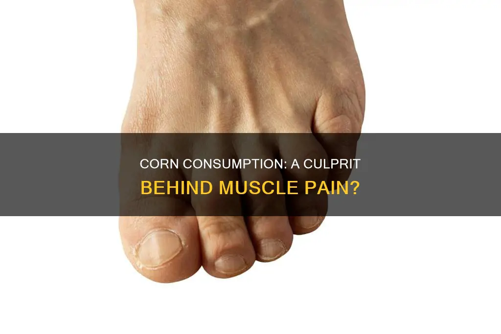 Corn Consumption: A Culprit Behind Muscle Pain? | CyVigor