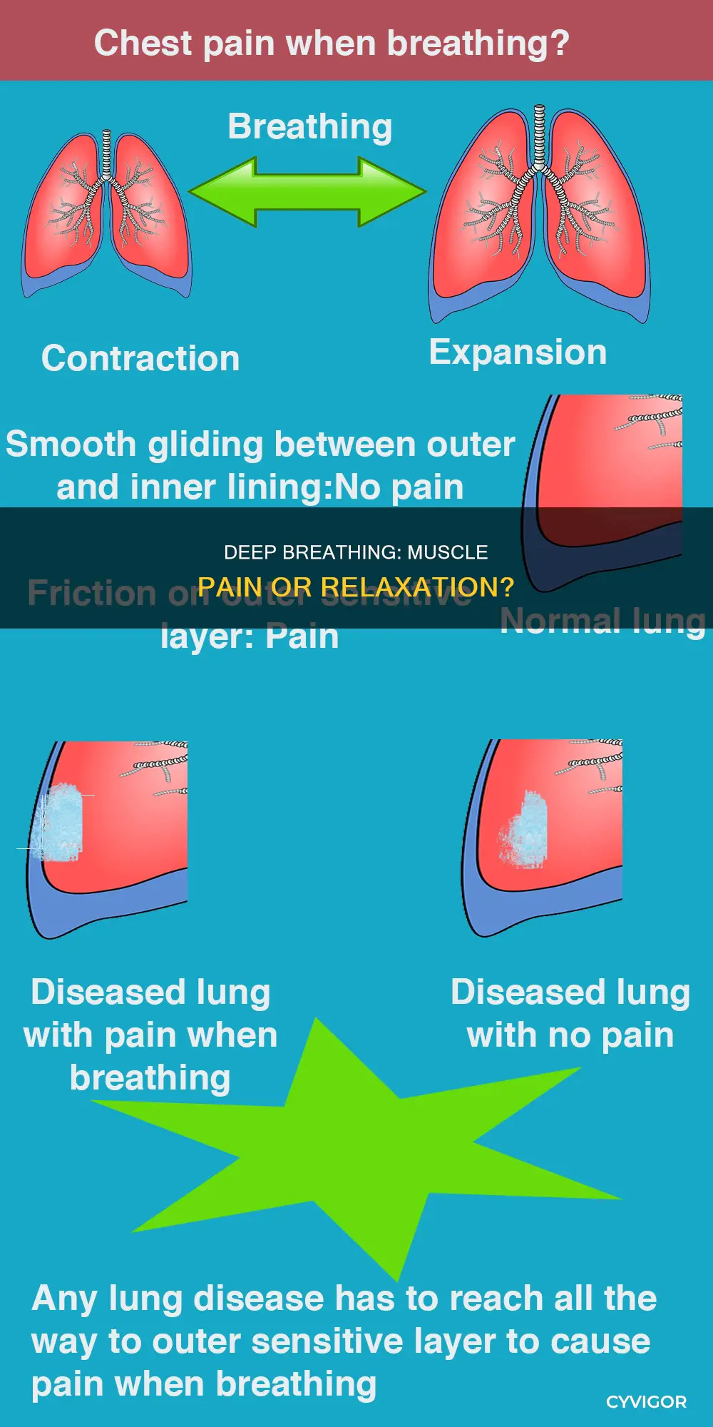 Deep Breathing: Muscle Pain Or Relaxation? | CyVigor