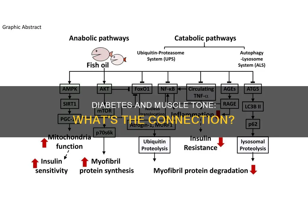 Diabetes And Muscle Tone: What's The Connection? | CyVigor