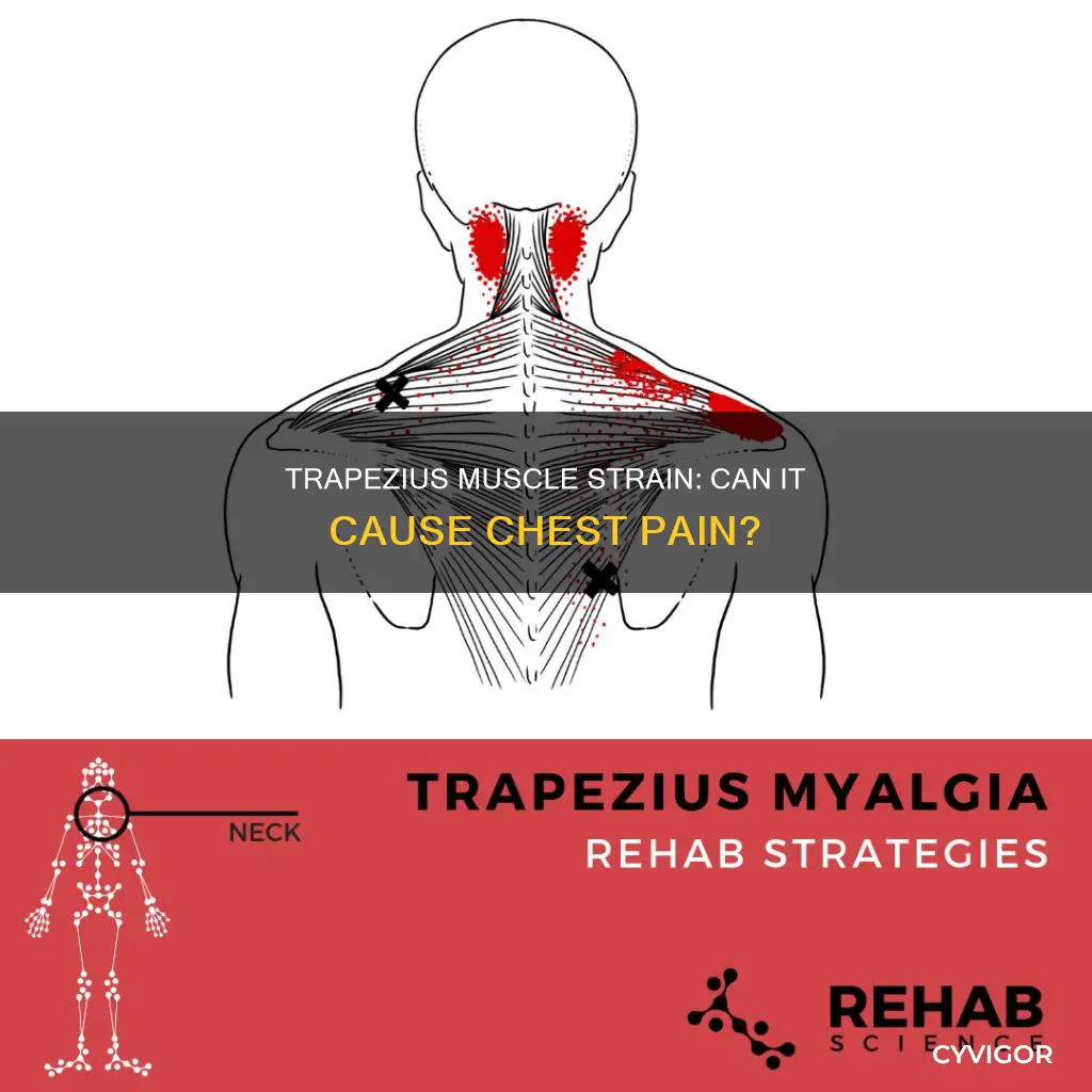 Trapezius Muscle Strain: Can It Cause Chest Pain? | CyVigor