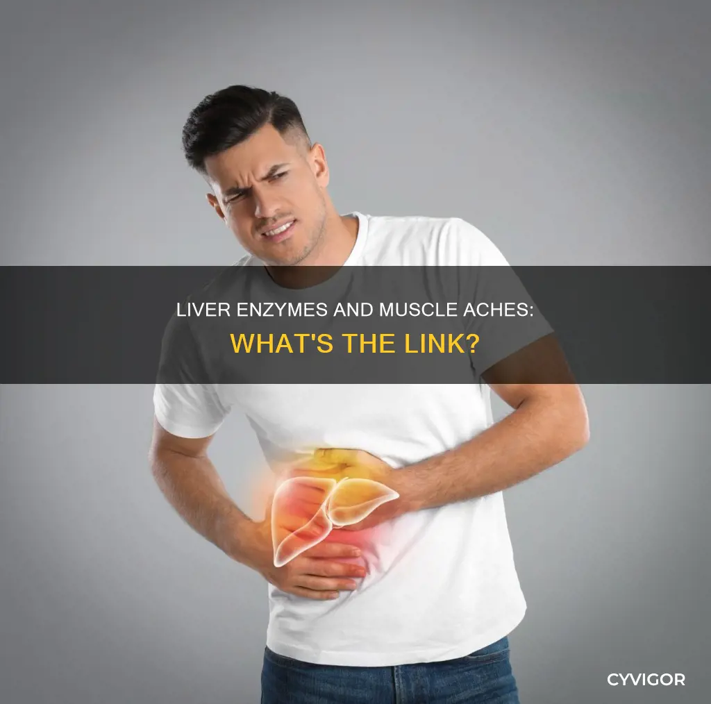 Liver Enzymes And Muscle Aches: What's The Link? | CyVigor