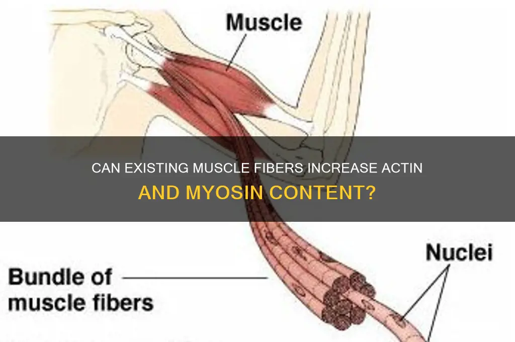 Can Existing Muscle Fibers Increase Actin And Myosin Content? | CyVigor