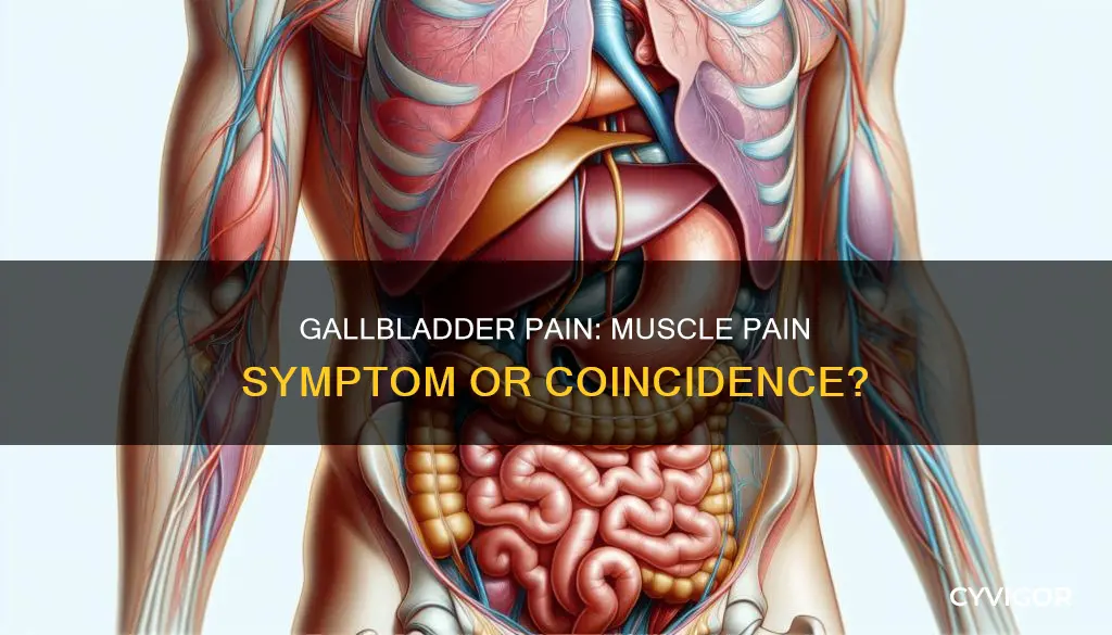 Gallbladder Pain: Muscle Pain Symptom Or Coincidence? | CyVigor