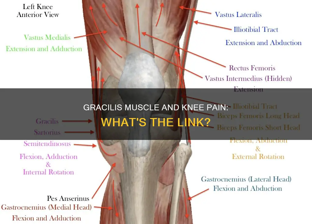 Gracilis Muscle And Knee Pain: What's The Link? | CyVigor