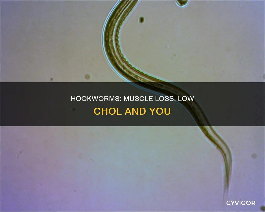 Hookworms: Muscle Loss, Low Chol And You | CyVigor