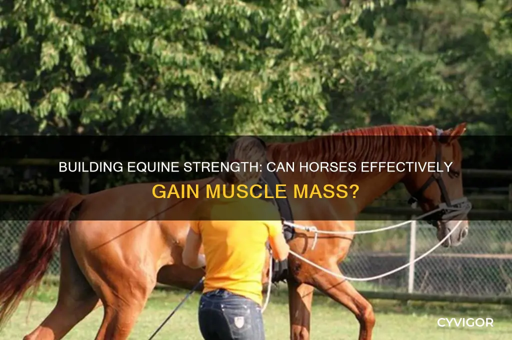 Building Equine Strength: Can Horses Effectively Gain Muscle Mass ...