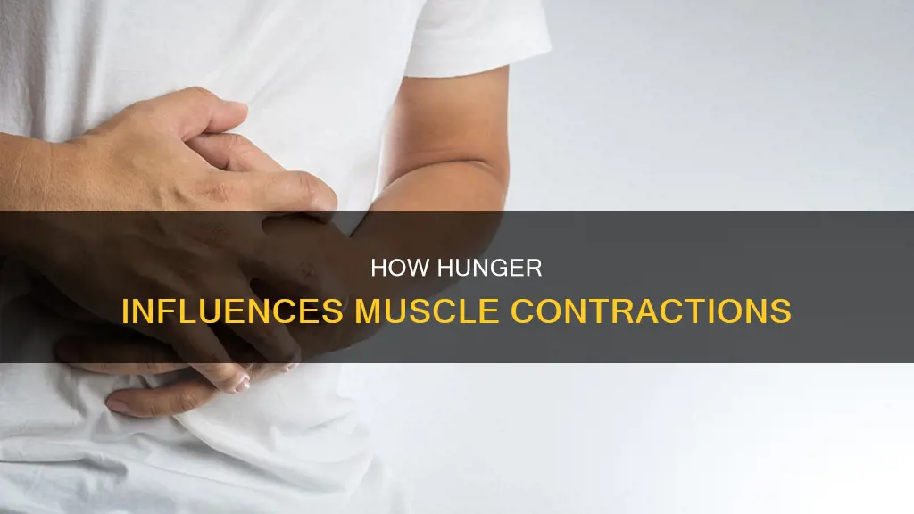 How Hunger Influences Muscle Contractions | CyVigor