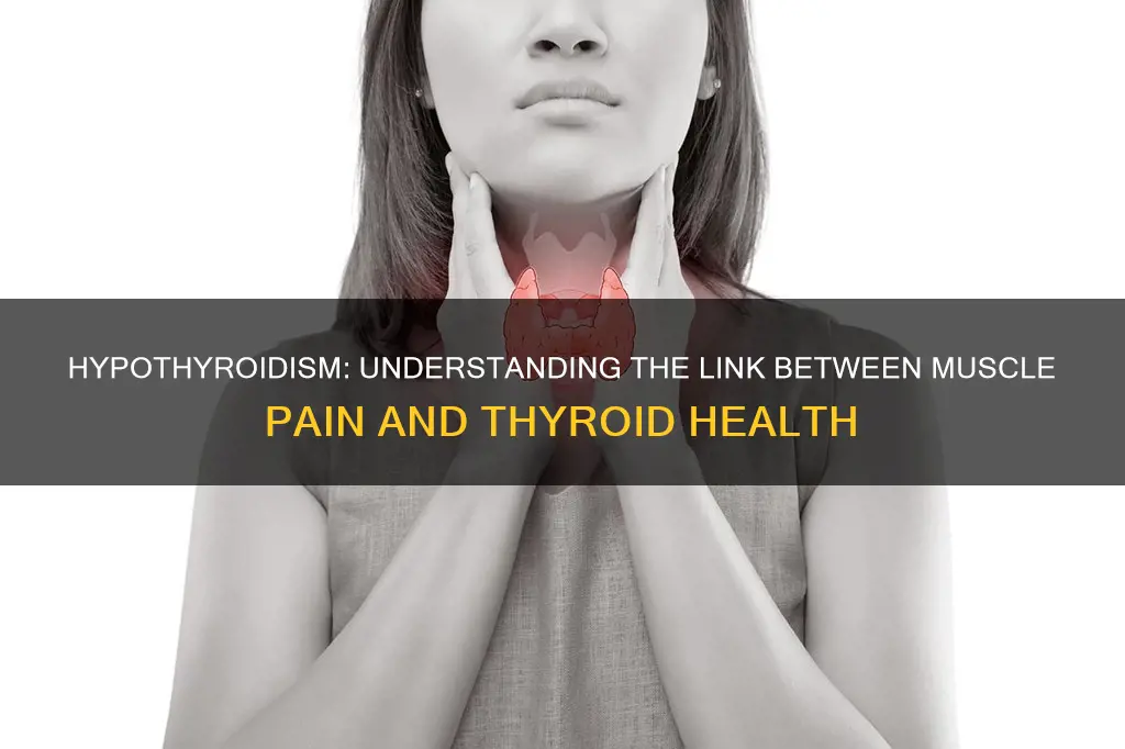 Hypothyroidism: Understanding The Link Between Muscle Pain And Thyroid ...