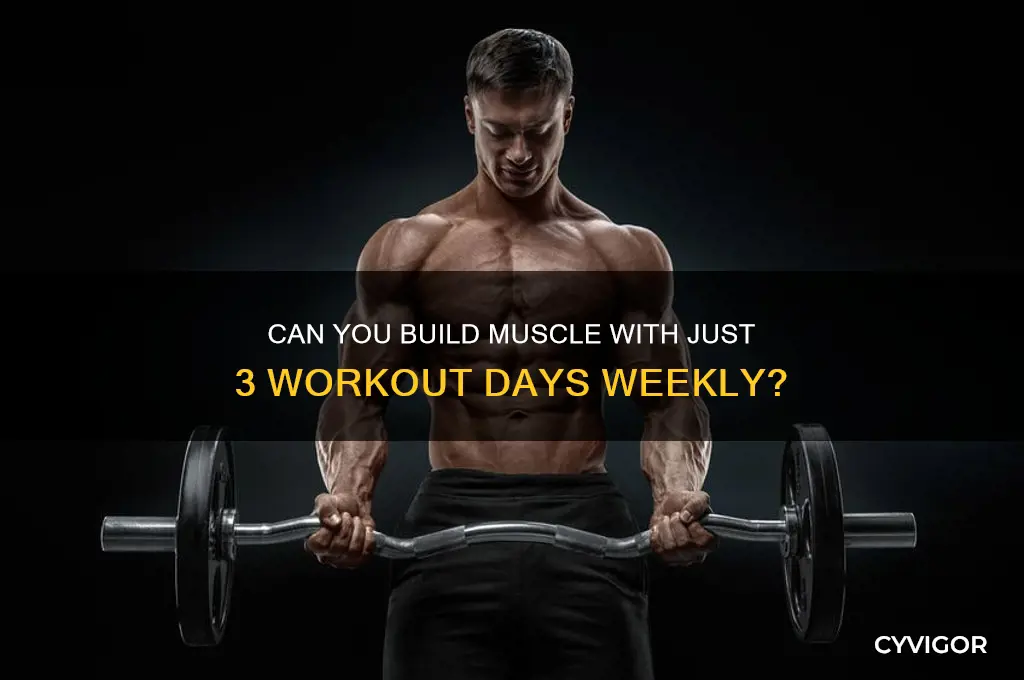 Can You Build Muscle With Just 3 Workout Days Weekly? | CyVigor