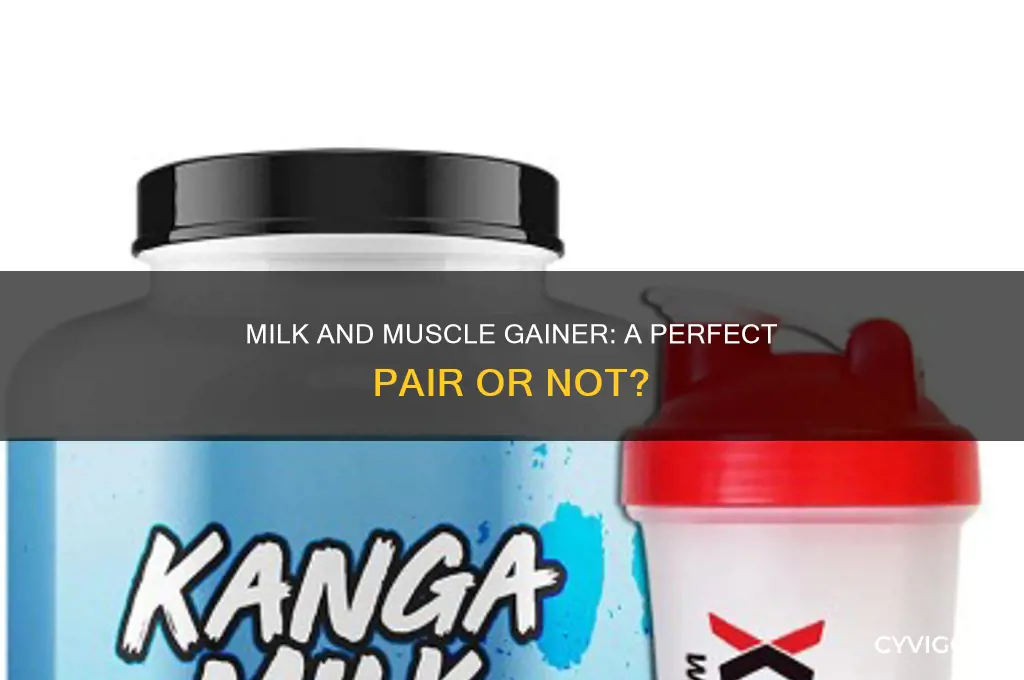 Milk And Muscle Gainer: A Perfect Pair Or Not? | CyVigor
