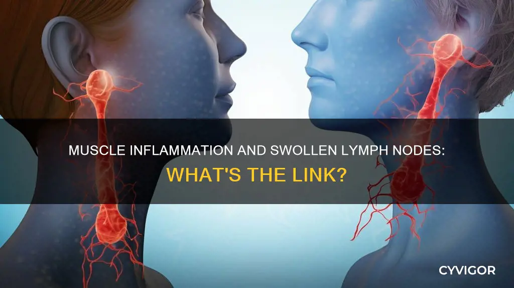 Muscle Inflammation And Swollen Lymph Nodes: What's The Link? | CyVigor