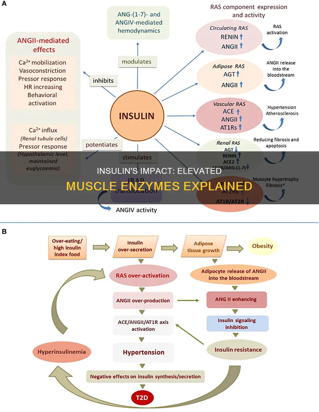 Insulin's Impact: Elevated Muscle Enzymes Explained | CyVigor