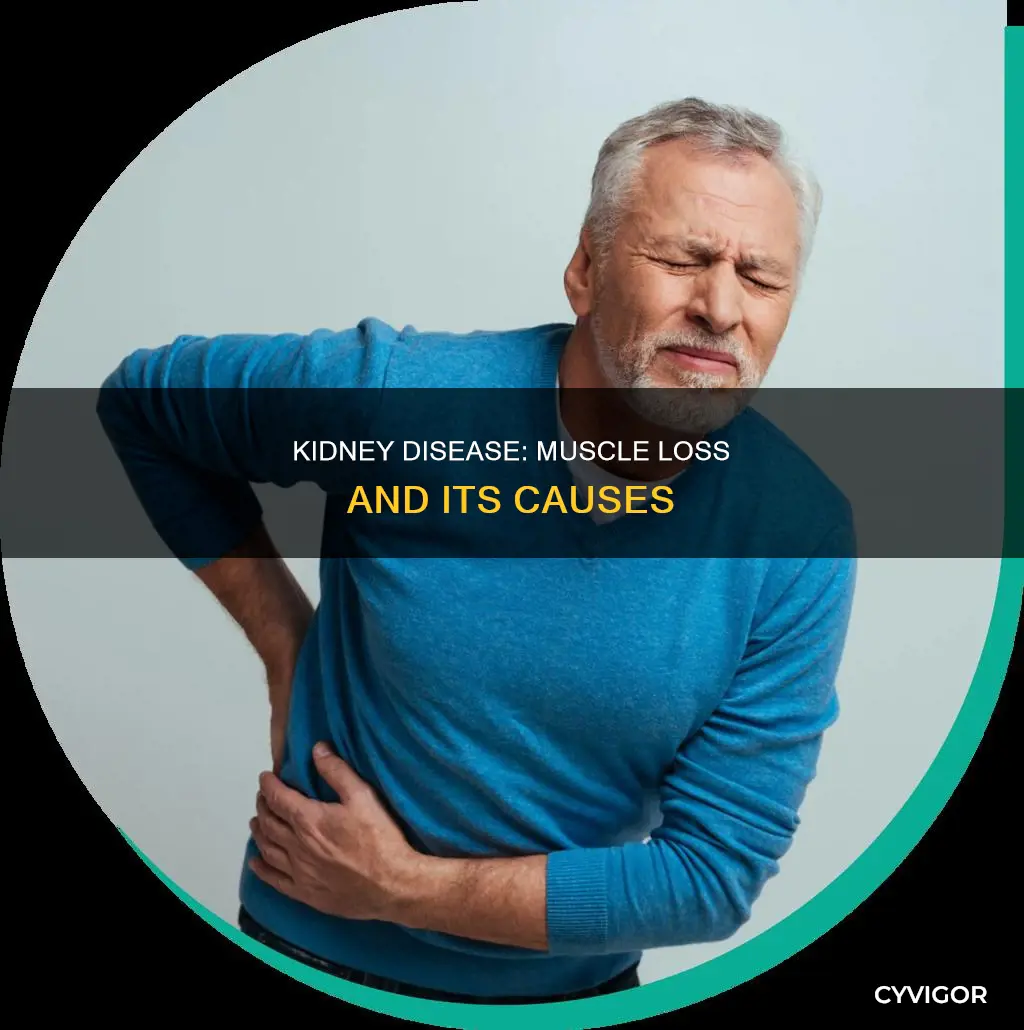 Kidney Disease: Muscle Loss And Its Causes | CyVigor