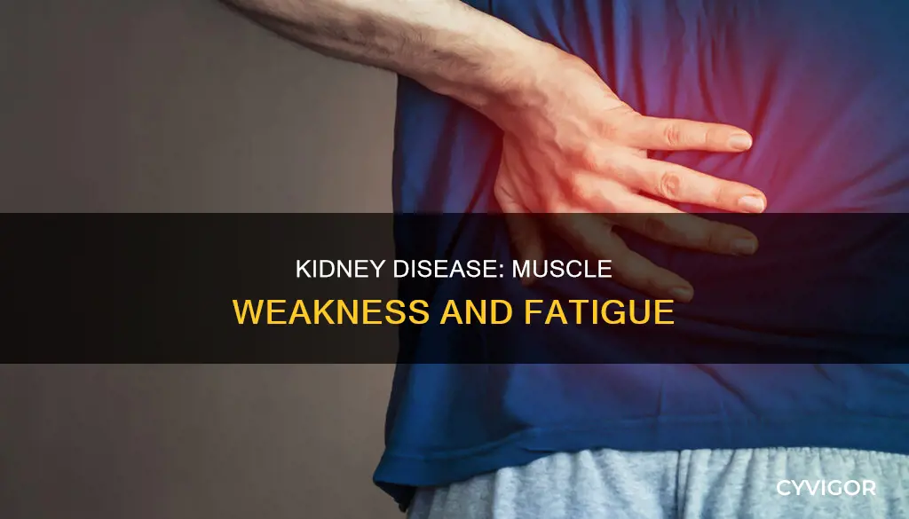 Kidney Disease: Muscle Weakness And Fatigue | CyVigor