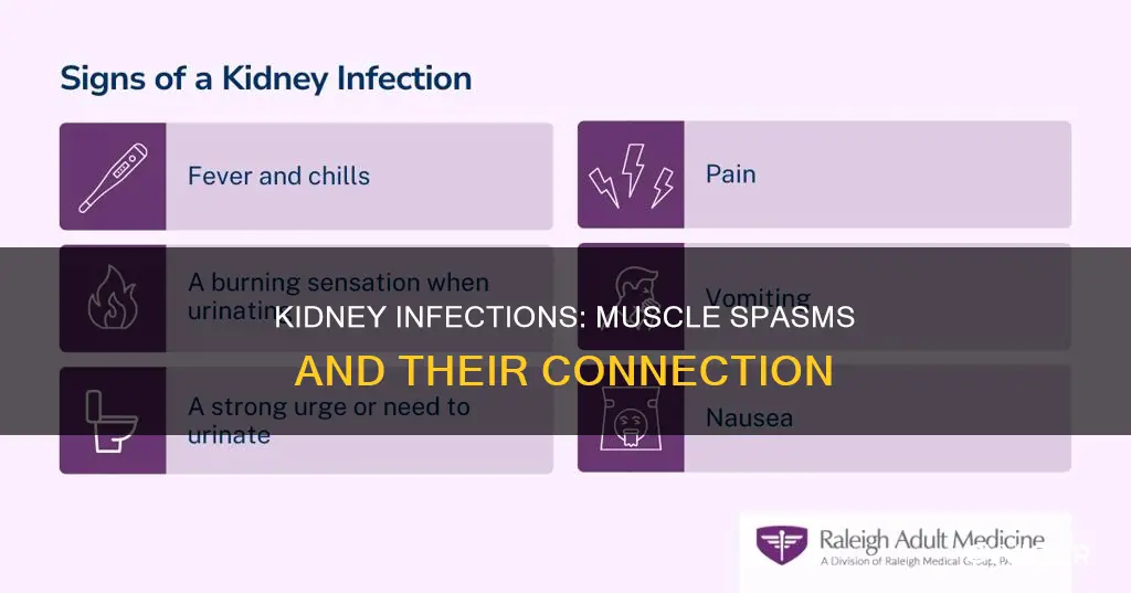 Kidney Infections: Muscle Spasms And Their Connection | CyVigor