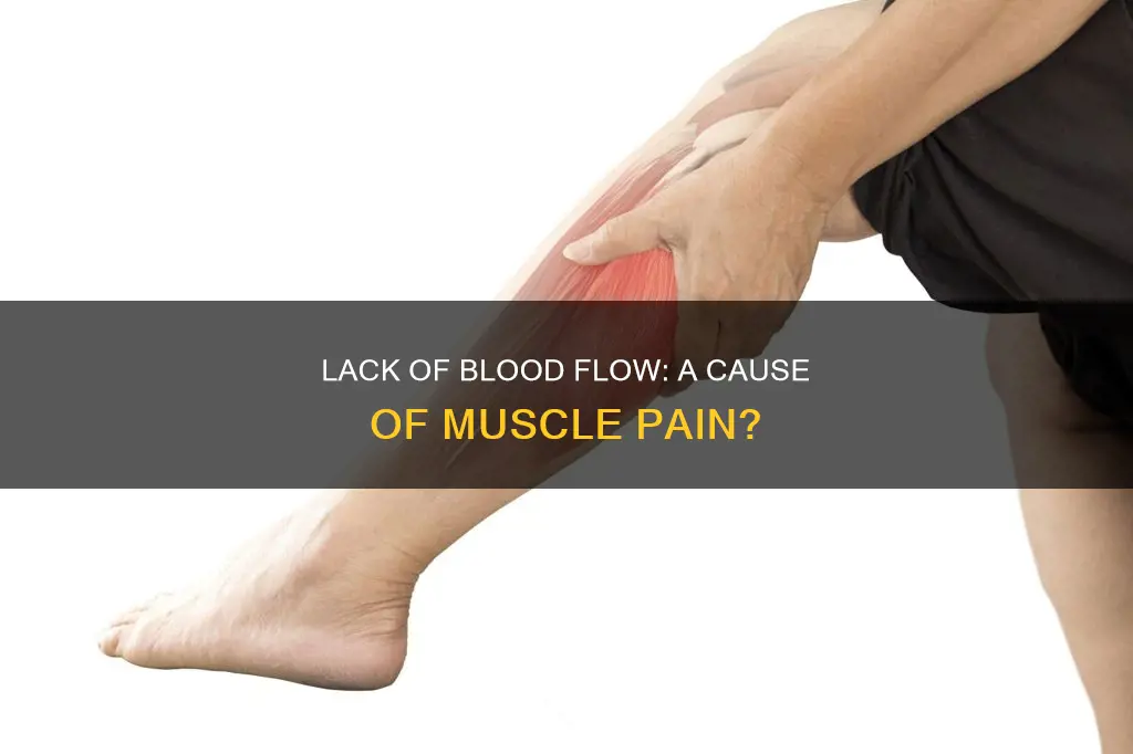 Lack Of Blood Flow: A Cause Of Muscle Pain? | CyVigor