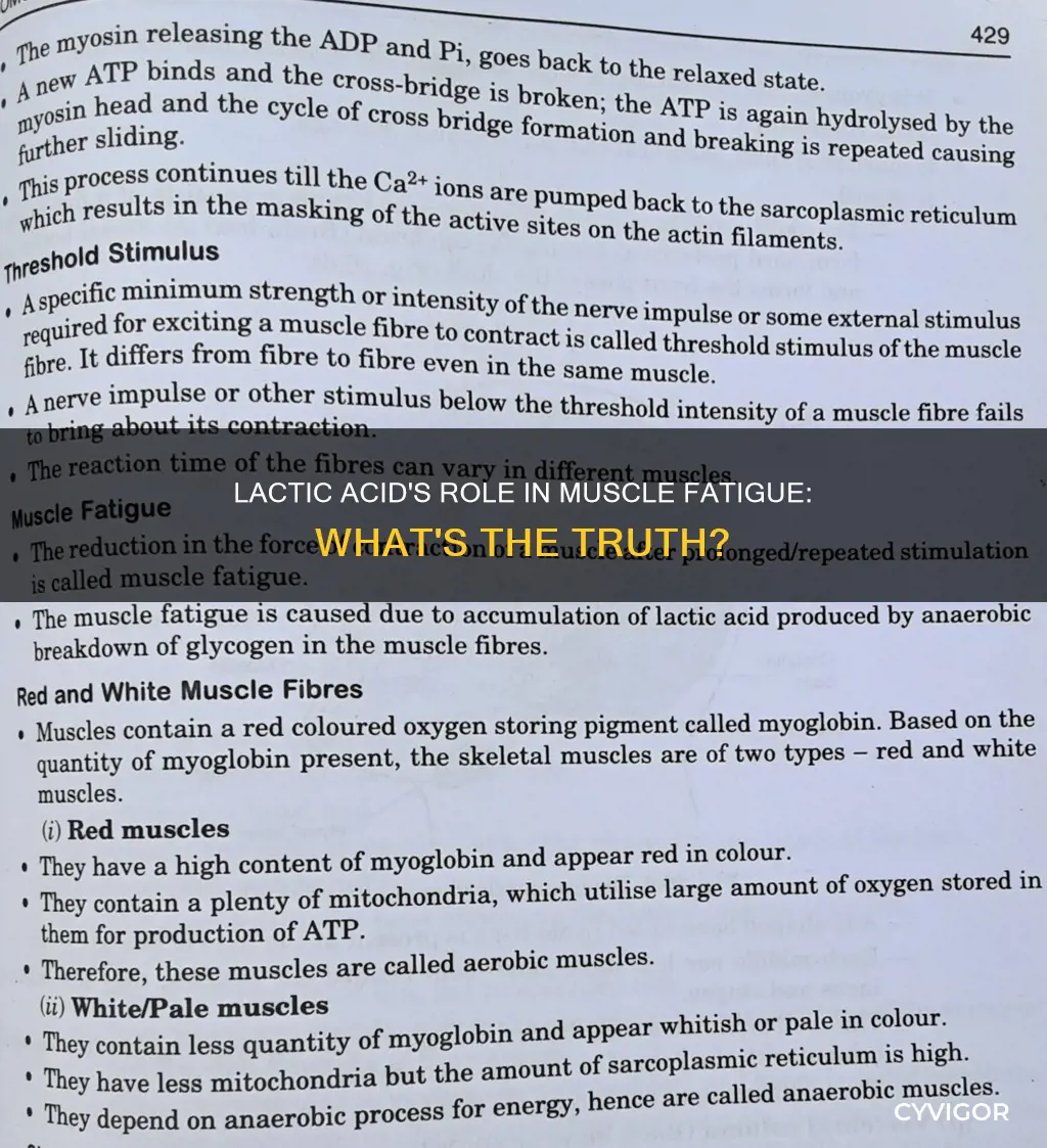Lactic Acid's Role In Muscle Fatigue: What's The Truth? | CyVigor