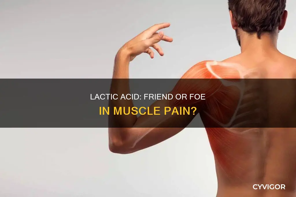 Lactic Acid: Friend Or Foe In Muscle Pain? | CyVigor