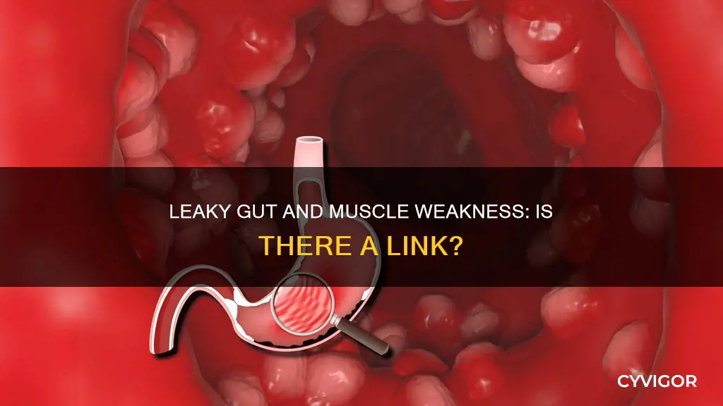 Leaky Gut And Muscle Weakness: Is There A Link? | CyVigor