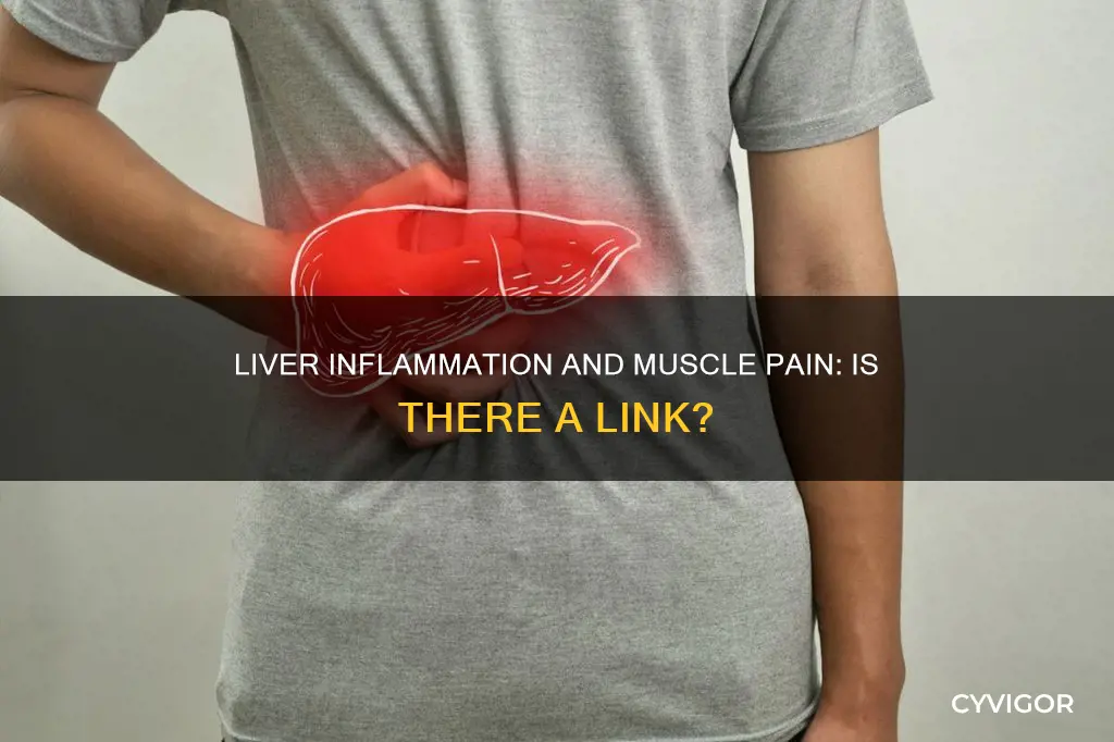 Liver Inflammation And Muscle Pain: Is There A Link? | CyVigor