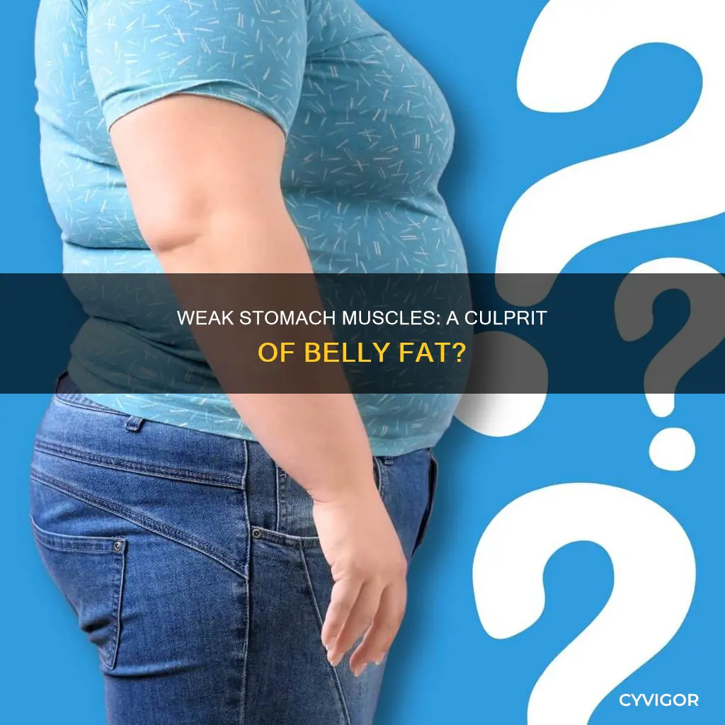 Weak Stomach Muscles: A Culprit Of Belly Fat? | CyVigor