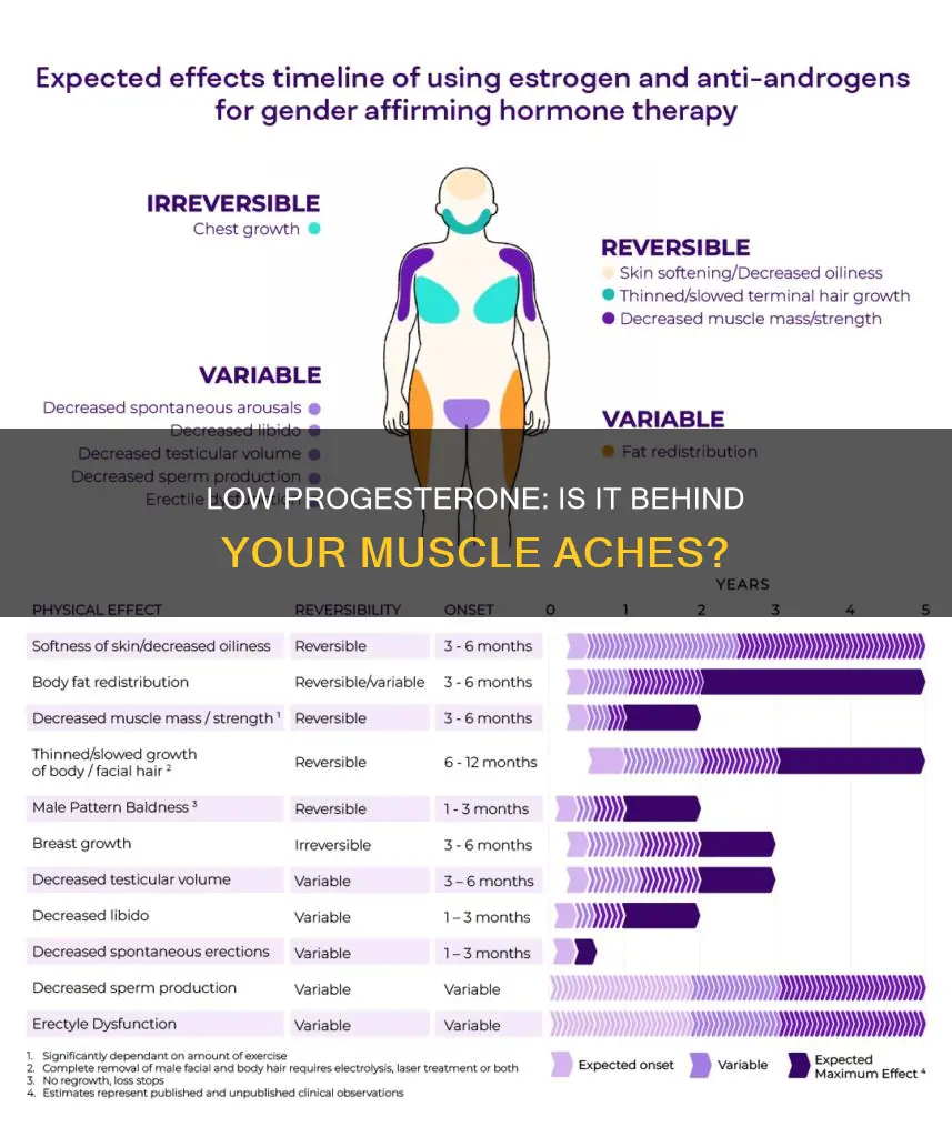 Low Progesterone: Is It Behind Your Muscle Aches? | CyVigor