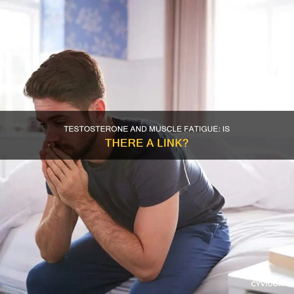 Testosterone And Muscle Fatigue: Is There A Link? | CyVigor