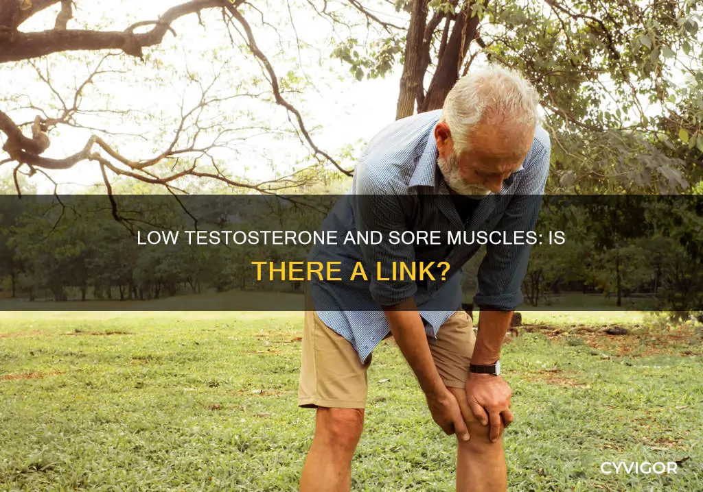 Low Testosterone And Sore Muscles: Is There A Link? | CyVigor