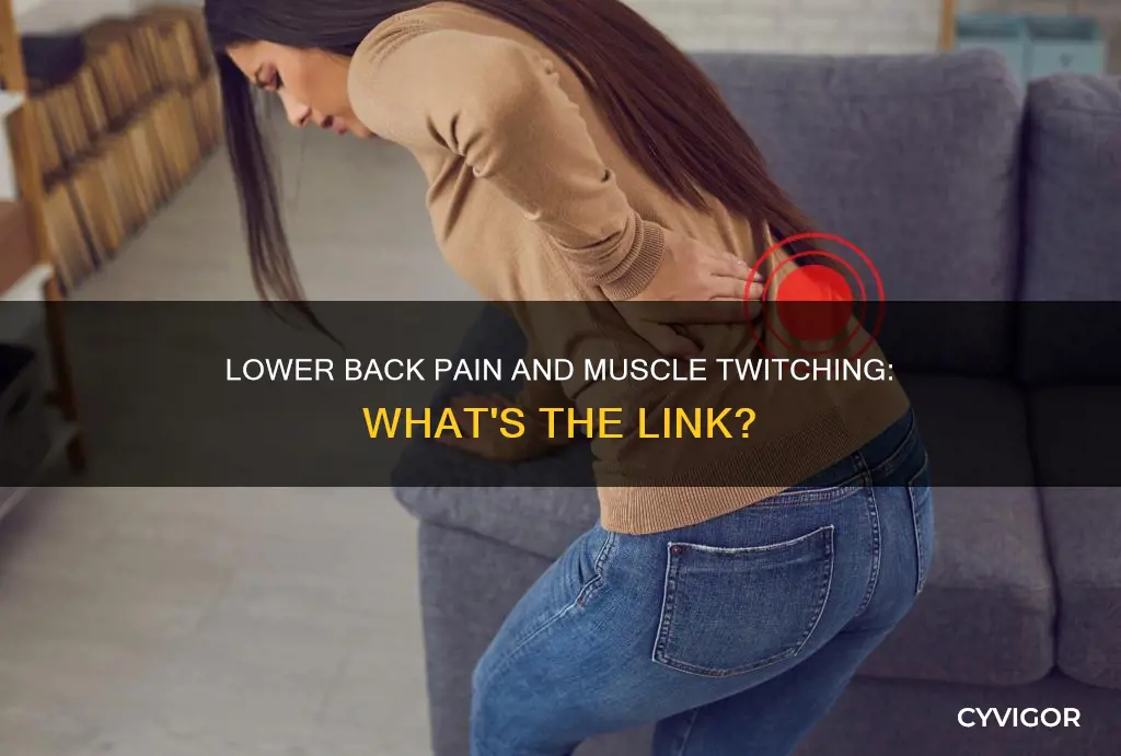 Lower Back Pain And Muscle Twitching: What's The Link? | CyVigor