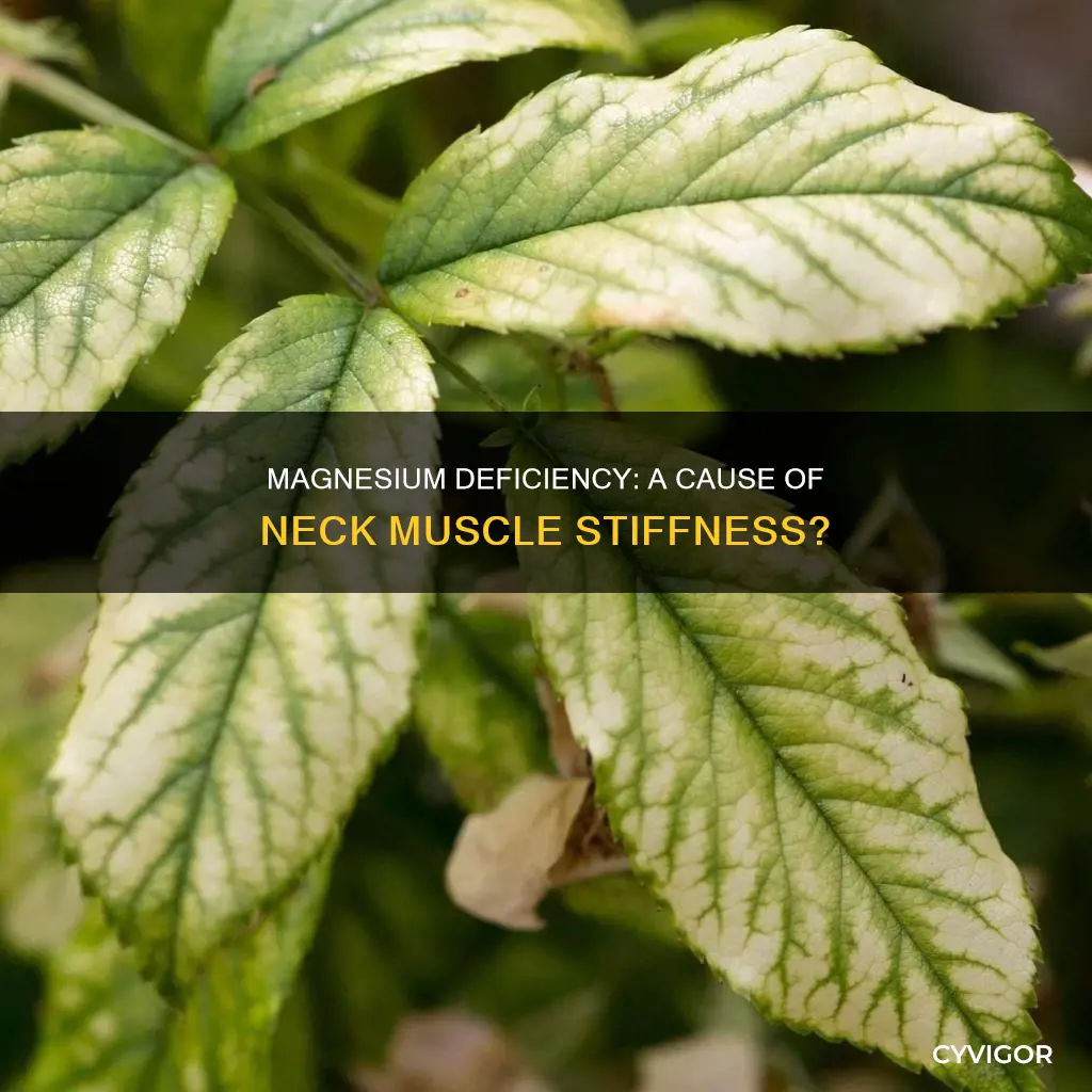 Magnesium Deficiency: A Cause Of Neck Muscle Stiffness? | CyVigor