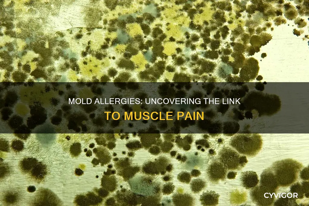 Mold Allergies: Uncovering The Link To Muscle Pain | CyVigor