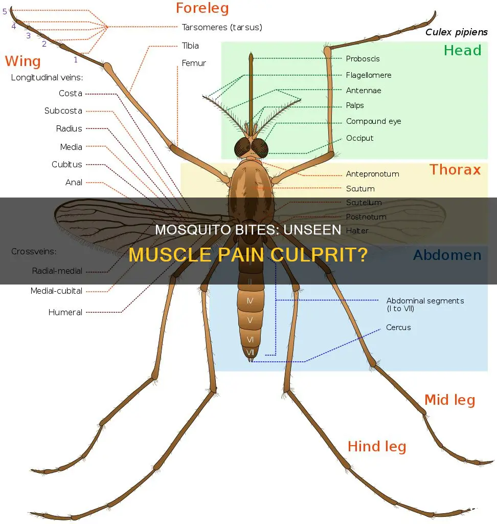 Mosquito Bites: Unseen Muscle Pain Culprit? | CyVigor
