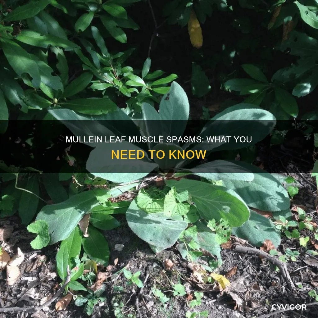 Mullein Leaf Muscle Spasms: What You Need To Know | CyVigor