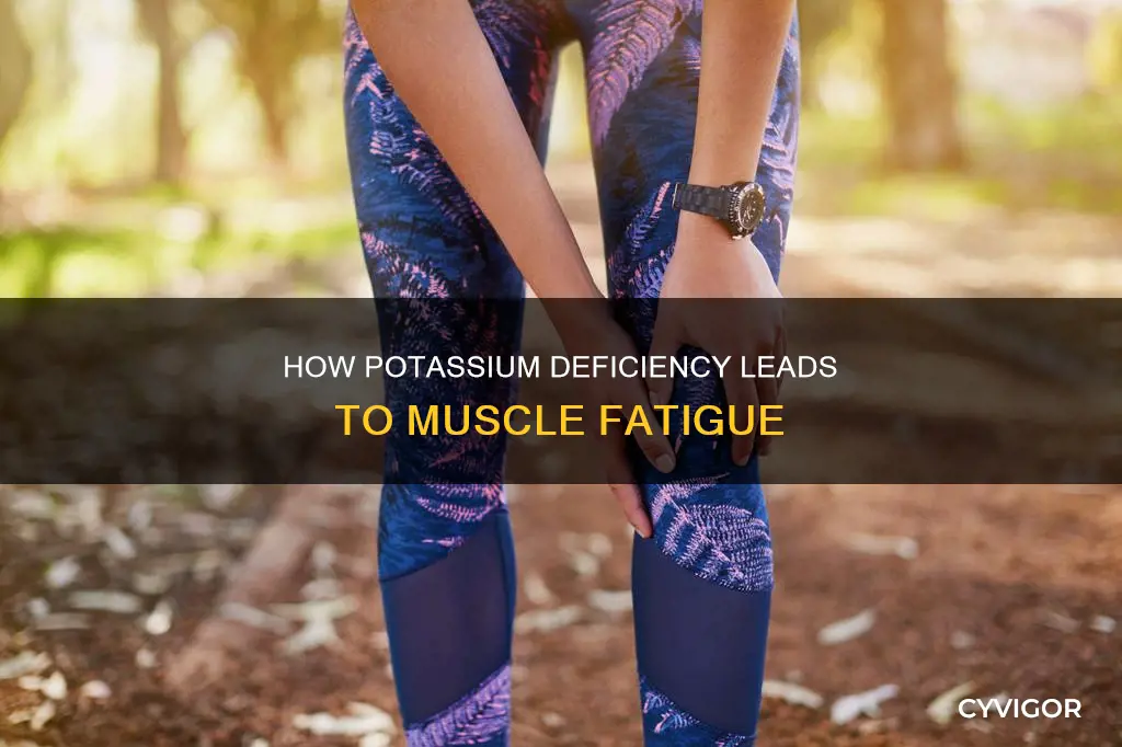How Potassium Deficiency Leads To Muscle Fatigue | CyVigor