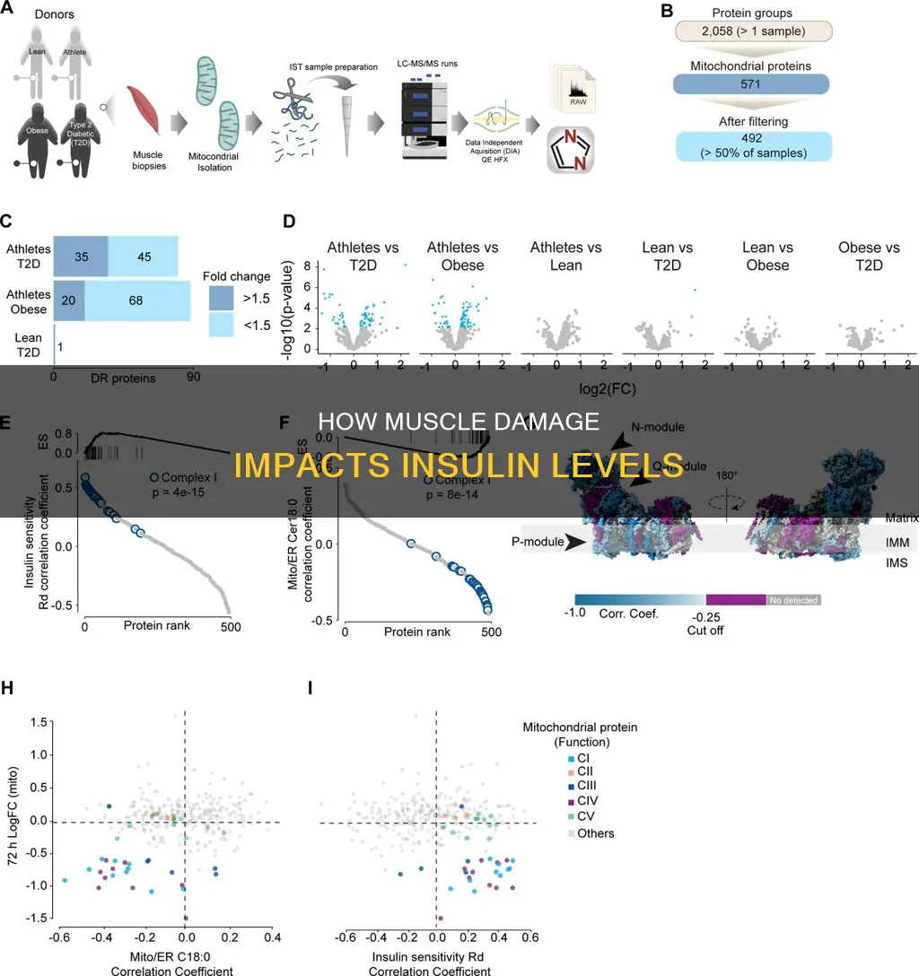 How Muscle Damage Impacts Insulin Levels | CyVigor