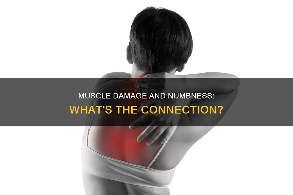 Muscle Damage And Numbness: What's The Connection? | CyVigor